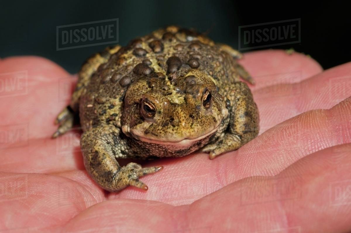 Close-Up Of Hand Holding Boreal Toad; Edmonton, Alberta, Canada ...