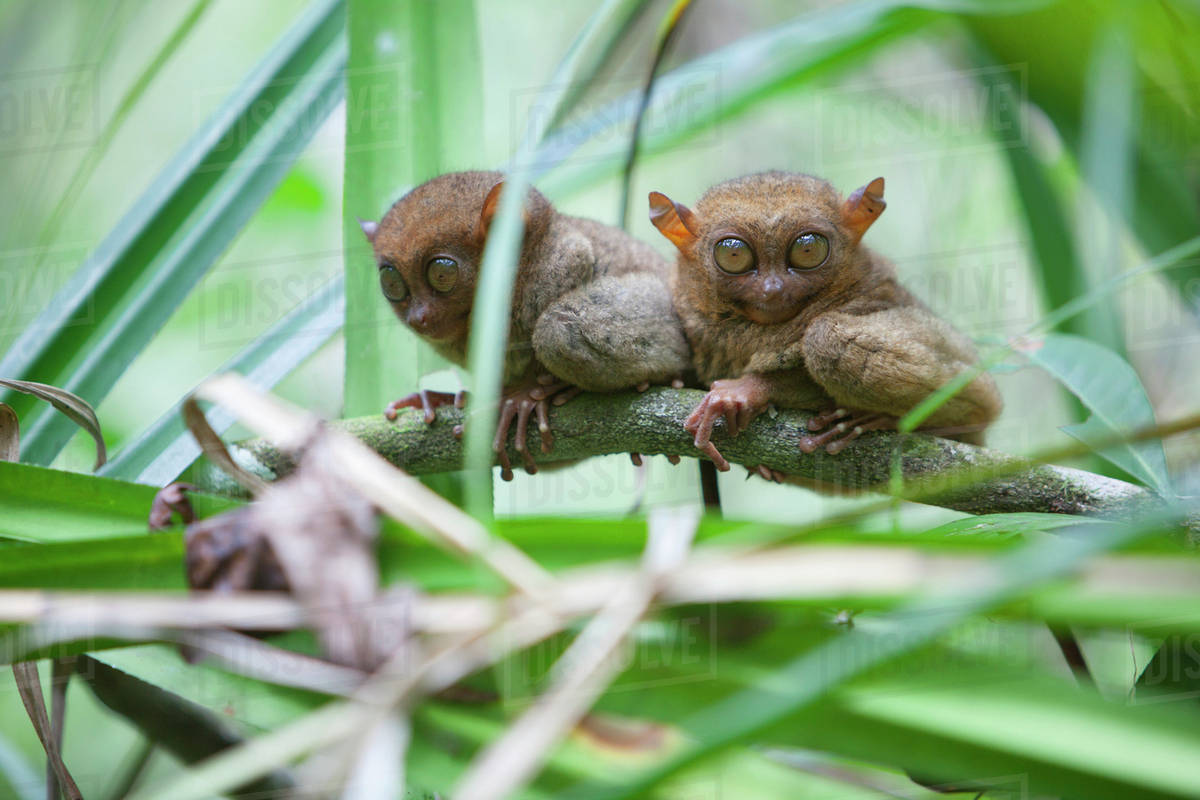 Two Wild Tarsiers (Tarsius) Sitting On A Branch Of A Tree At The ...