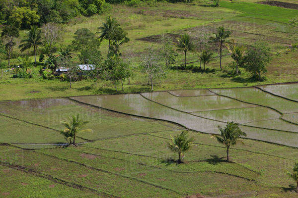 A Rural House Surrounded By Rice Fields Near The Chocolate Hills ...