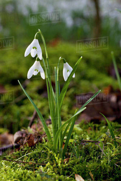 A White Flower With A Drooping Head; Dumfries Scotland - Royalty-free ...