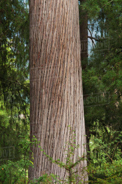 A Tree Trunk In A Forest; Paro District Bhutan - Stock Photo - Dissolve