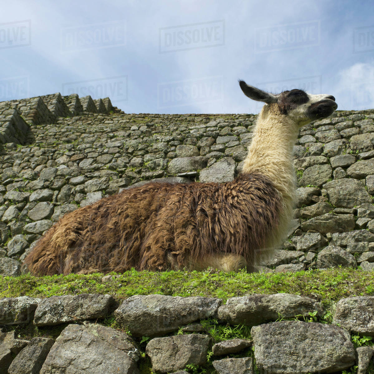 A Llamba Sits On The Grass In Machu Picchu; Peru - Royalty-free Stock ...