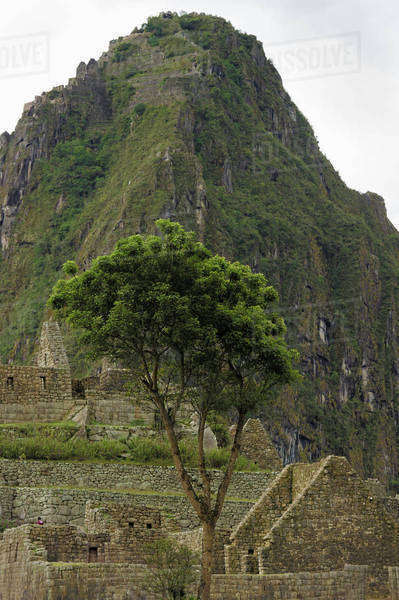 Tree At Machu Picchu; Peru - Royalty-free Stock Photo | Dissolve