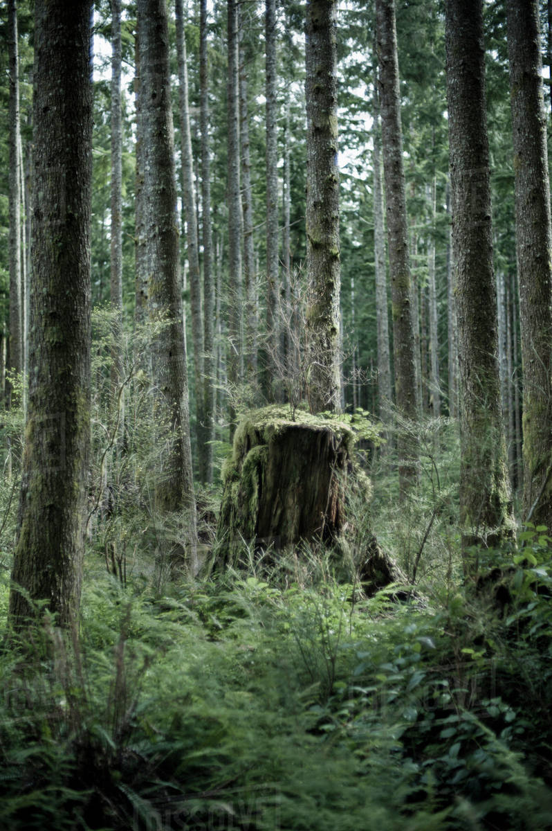 A Tree Stump In A Forest At French Beach; British Columbia Canada ...