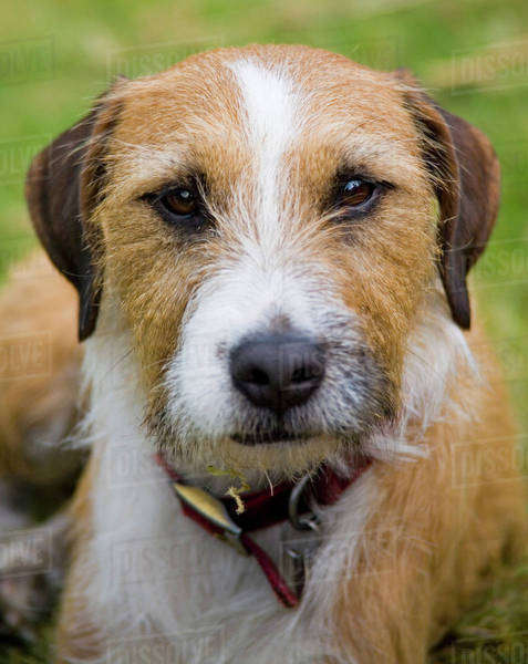 Content Dog Laying On The Grass; Pooley Bridge, Lake District, Cumbria ...