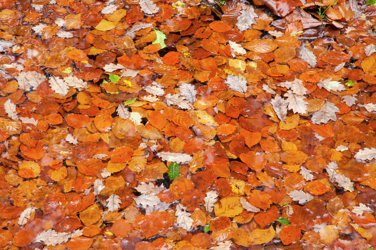 Red Leaves Covering The Ground In Autumn; County Cork, Ireland - Stock ...