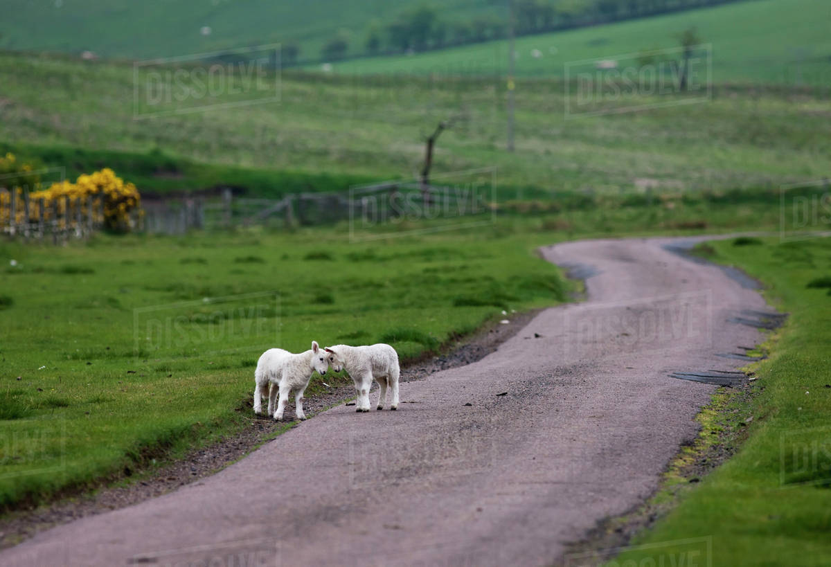 Two Lambs Standing Together On A Road; Northumberland, England ...