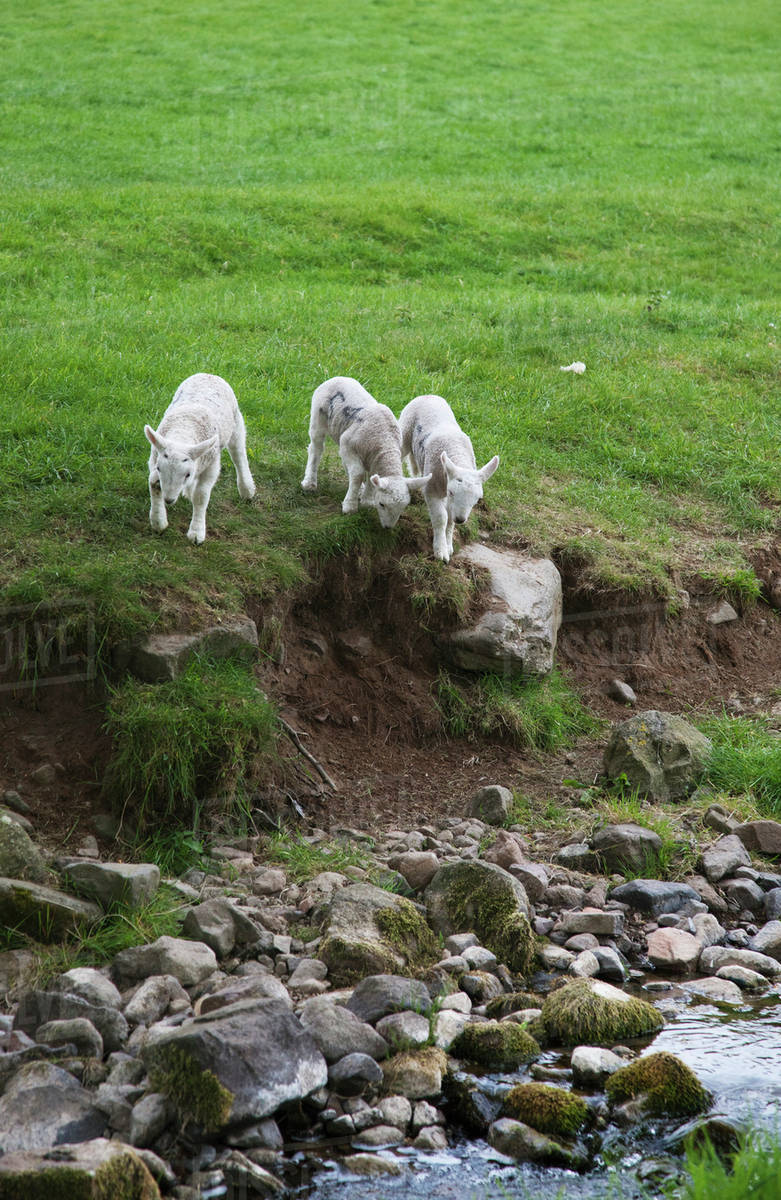 Three Lambs Walking Towards A Stream; Northumberland, England - Stock ...
