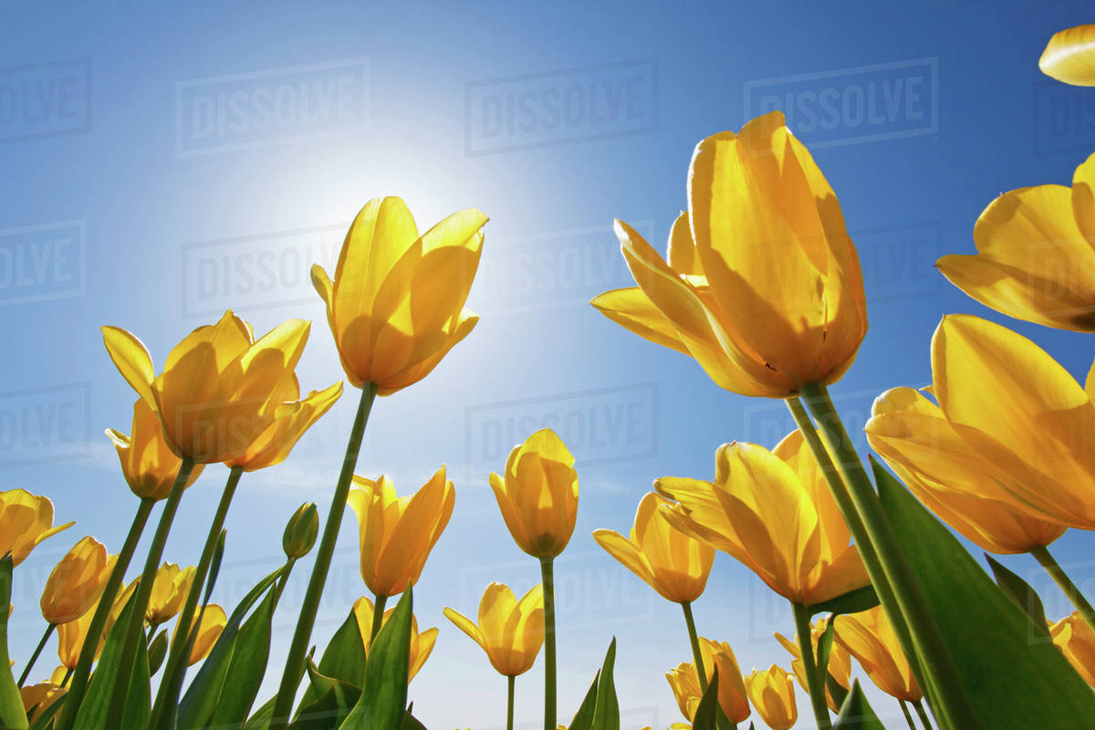 Yellow Tulips Against A Blue Sky At Wooden Shoe Tulip Farm; Woodburn ...
