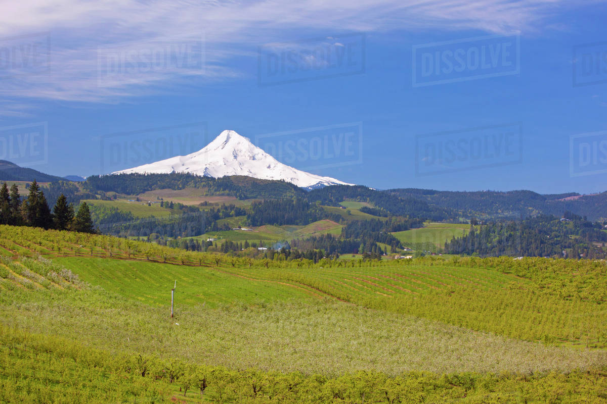 View Of Mount Hood Over A Landscape In The Hood River Valley; Oregon ...