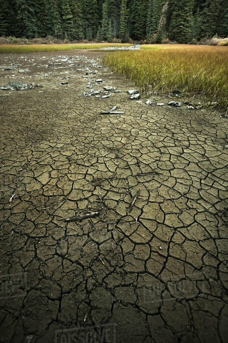A Cracked And Dried Out Pond In The Forest; Jasper, Alberta, Canada ...