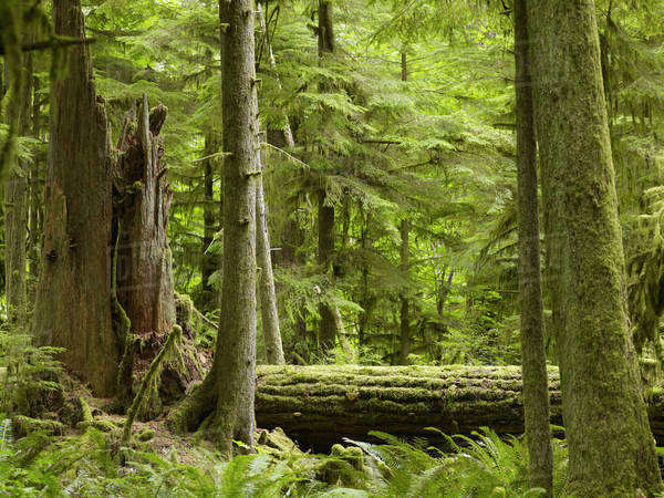 Canada's gnarliest tree a giant cedar tree in what is called avatar ...