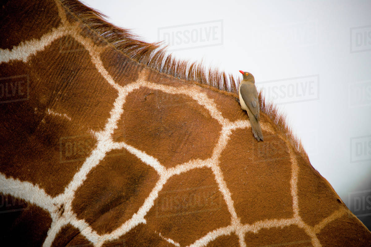 Close-Up Of A Giraffe With A Bird Sitting On It's Back; Samburu, Kenya ...
