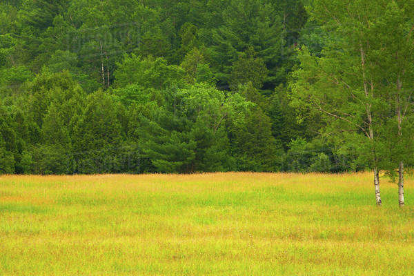 A Country Meadow With Trees Along The Edge; Fulford, Quebec, Canada ...