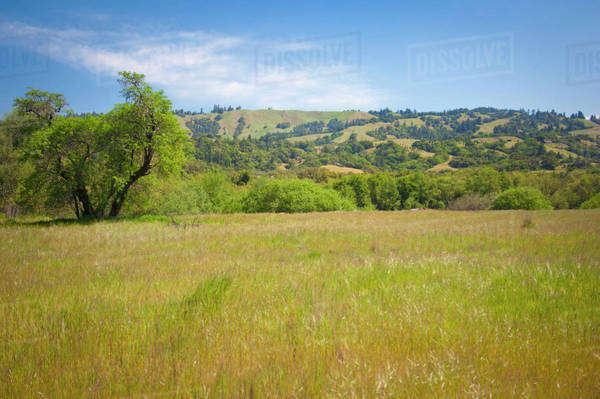 A Meadow With Trees And Hills In Hendy Woods State Park; California ...