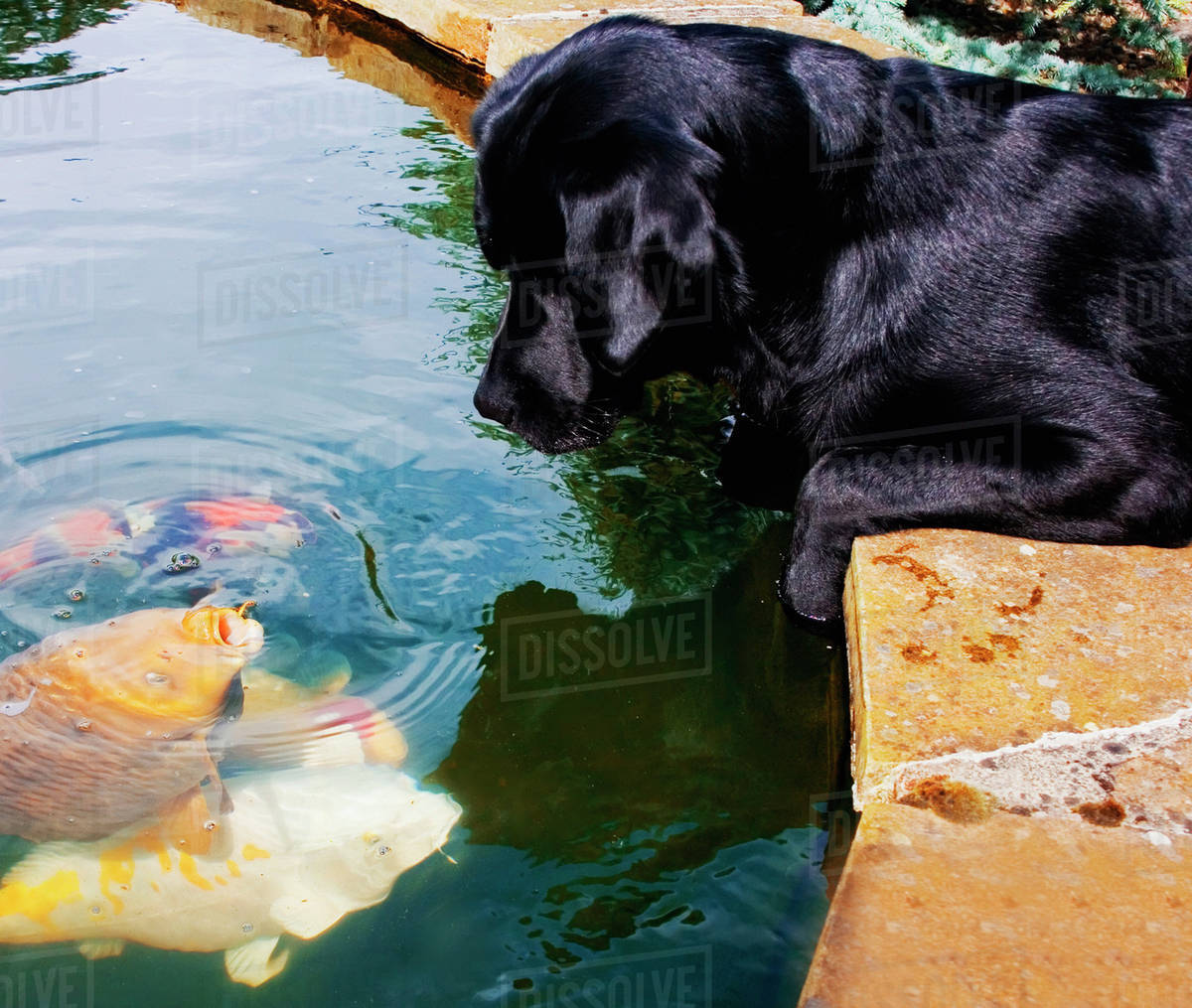 Dog Looking At Fish In The Water; Newbrough, Northumberland, England ...