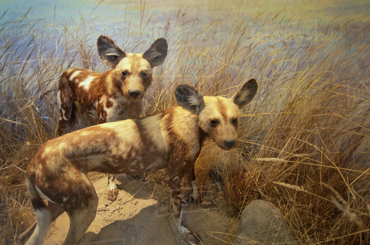 Two Hyenas In The Grass; San Francisco California United States Of ...