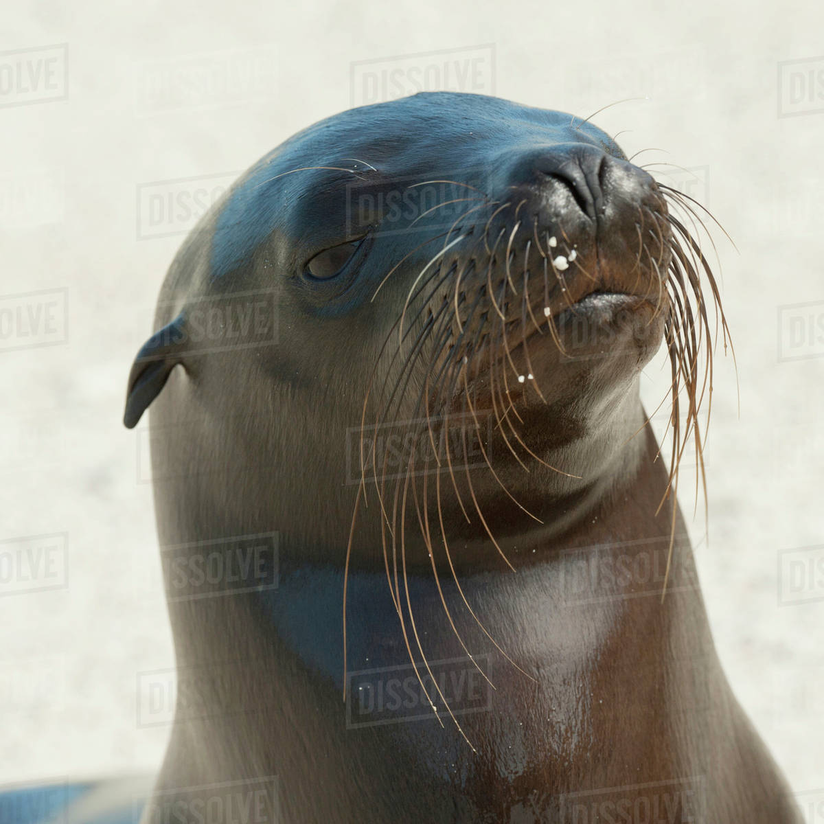 Sea Lion; Galapagos, Equador - Royalty-free Stock Photo | Dissolve