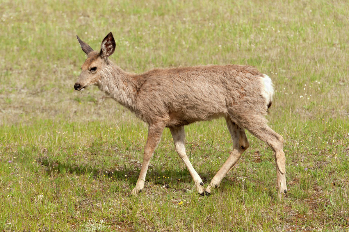 A Lone Deer (Cervidae) In A Field; Jasper, Alberta, Canada - Royalty ...