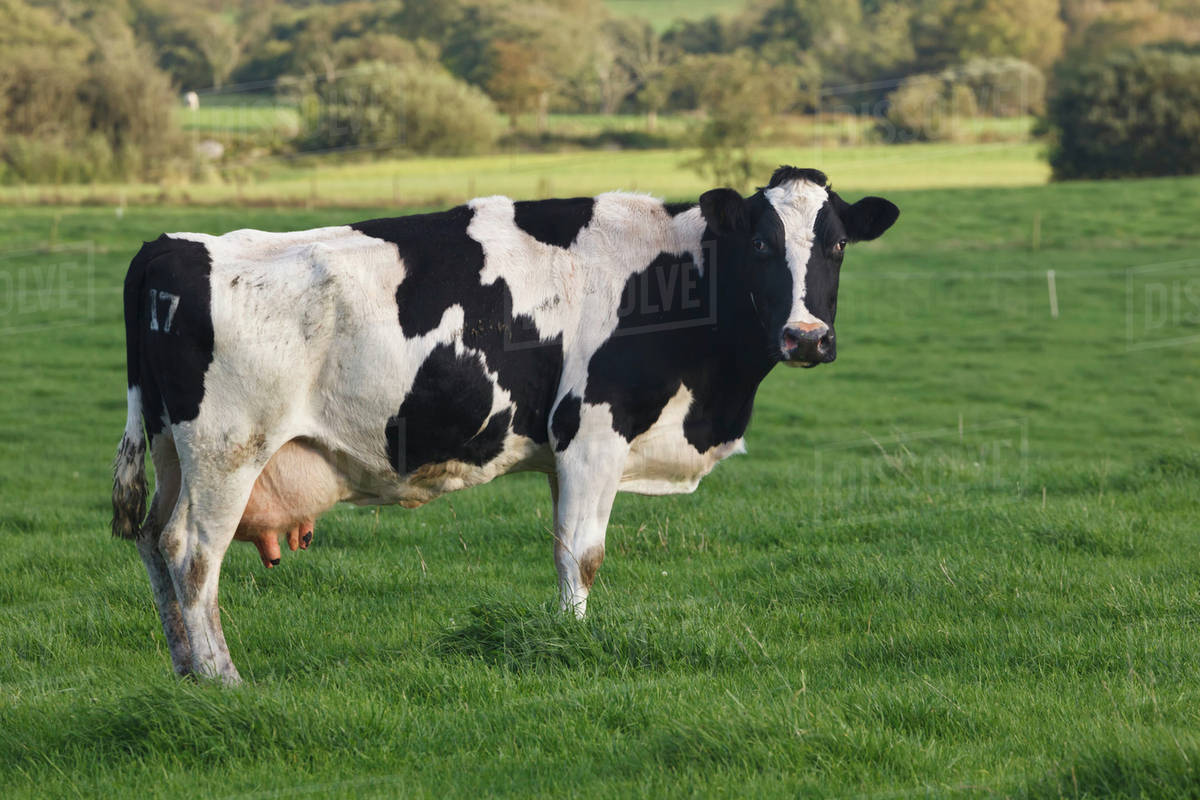 Holstein Cow; County Cork, Ireland - Royalty-free Stock Photo | Dissolve