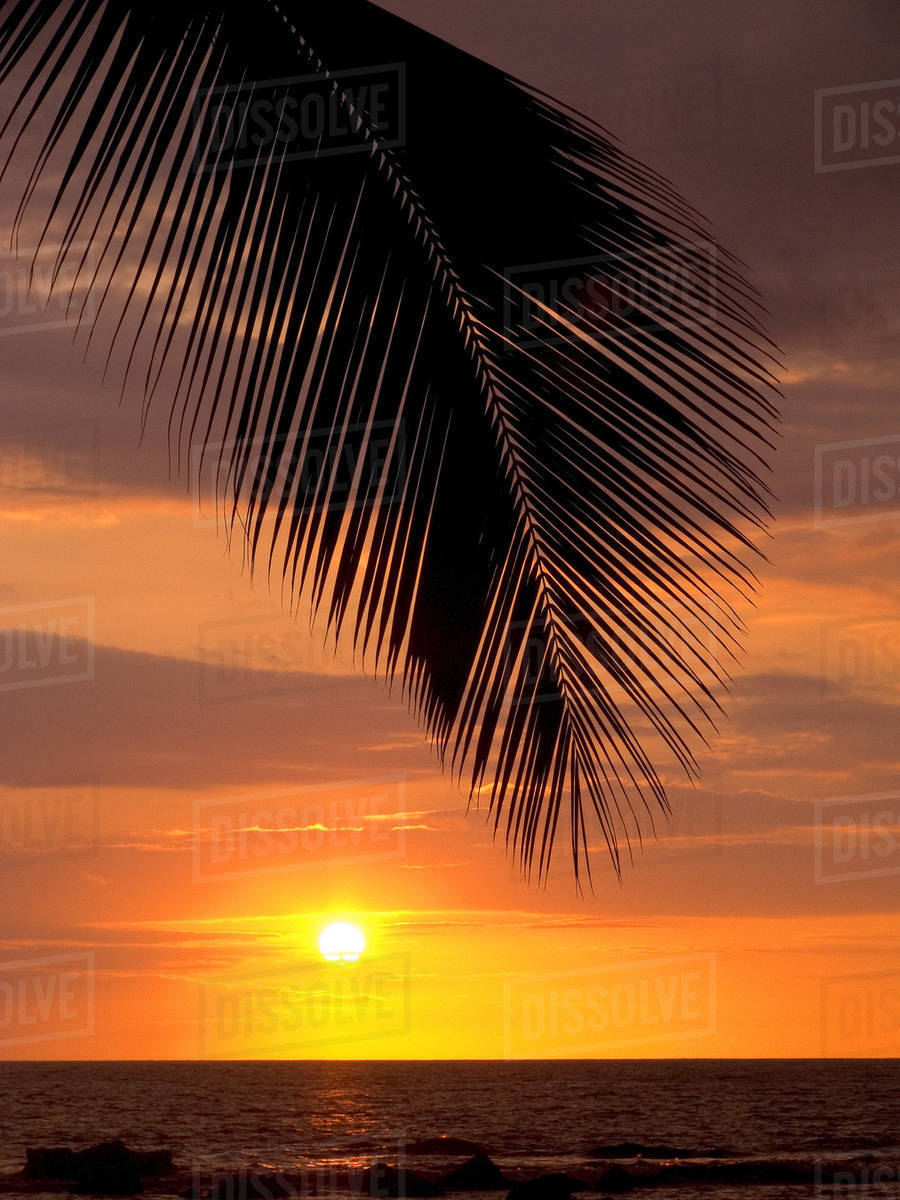 Silhouette Of Palm Frond Over The Ocean As Sun Sinks Into The Horizon ...