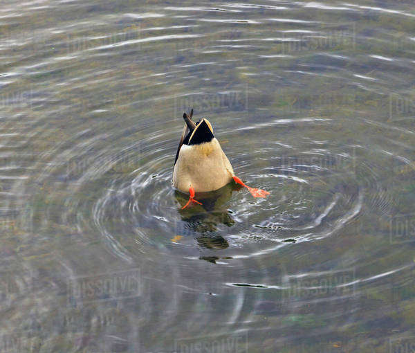 A Duck Ducking Under Water In Search Of Food; Glengarriff, County Cork ...