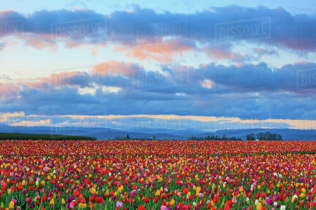 Sunrise Over A Tulip Field At Wooden Shoe Tulip Farm; Woodburn, Oregon ...
