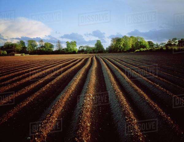 Ploughed Potato Field; Co Meath, Ireland - Royalty-free Stock Photo ...