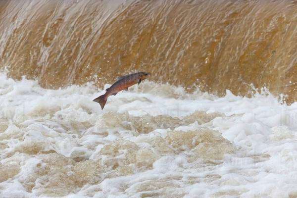 Fish Jumping Upstream In The Water - Royalty-free Stock Photo | Dissolve
