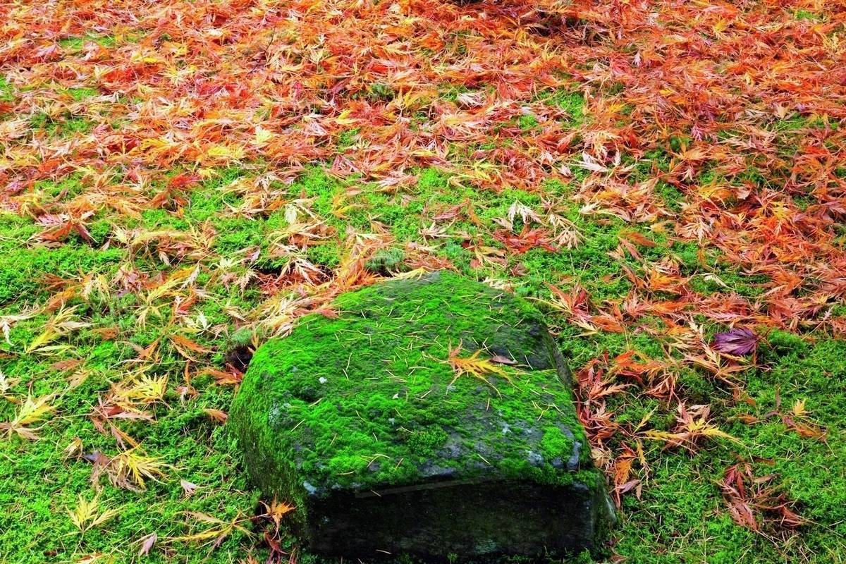 Portland, Oregon, United States Of America; A Moss Covered Rock And ...