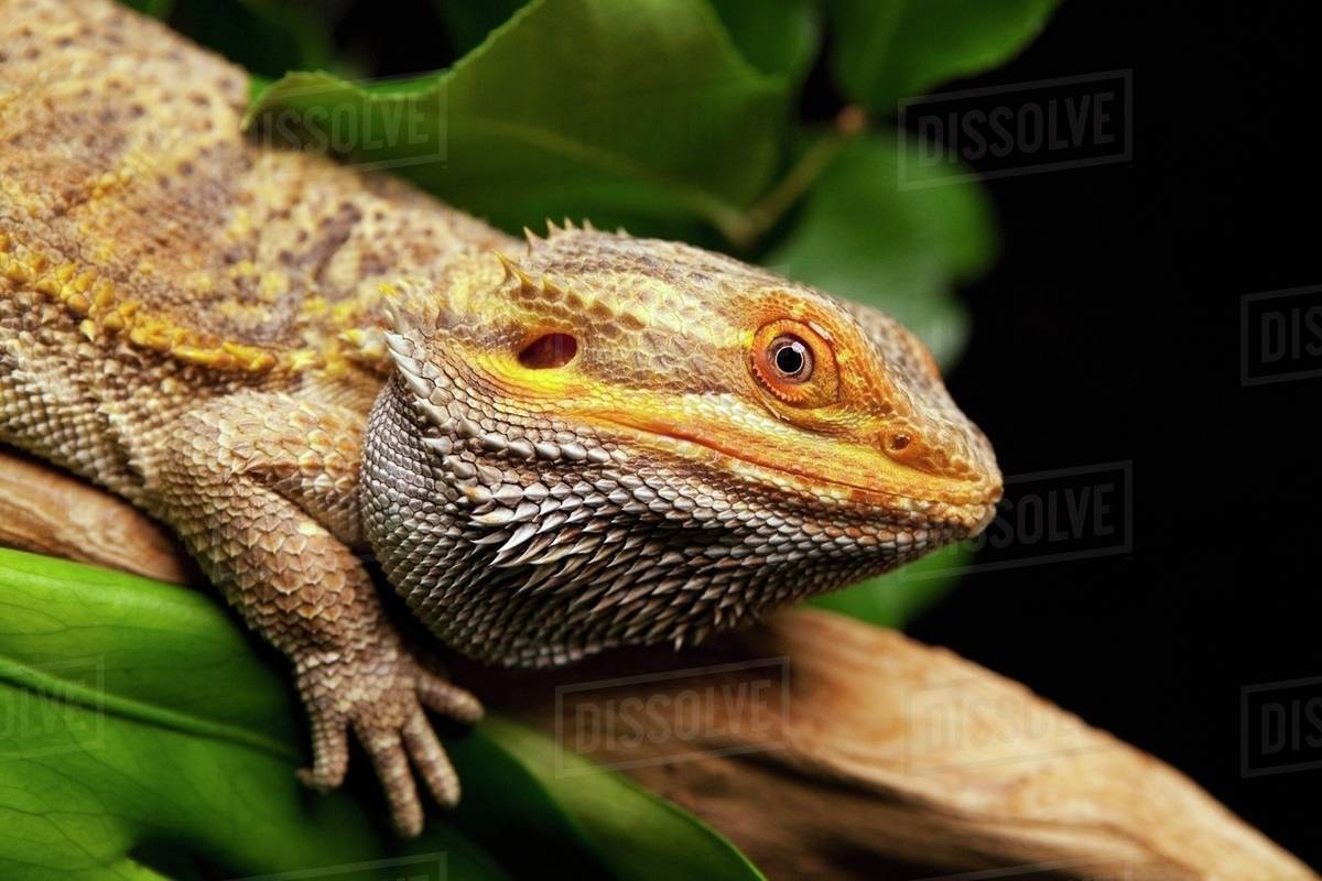 A Lizard - Stock Photo - Dissolve
