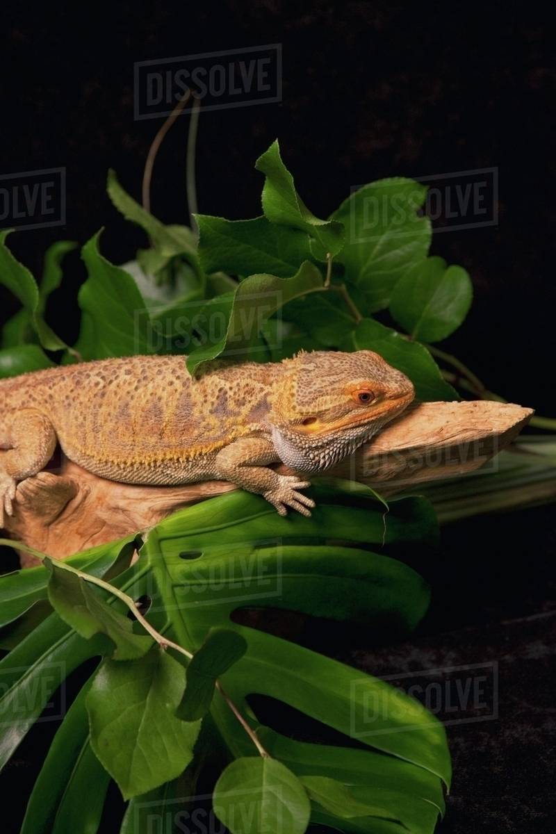 A Lizard - Royalty-free Stock Photo | Dissolve