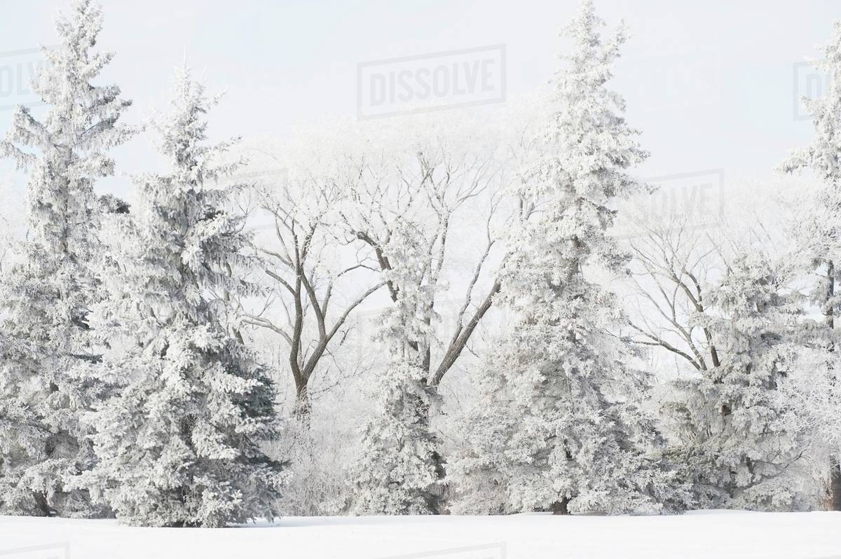 Winnipeg, Manitoba, Canada; Snow Covered Trees - Stock Photo - Dissolve