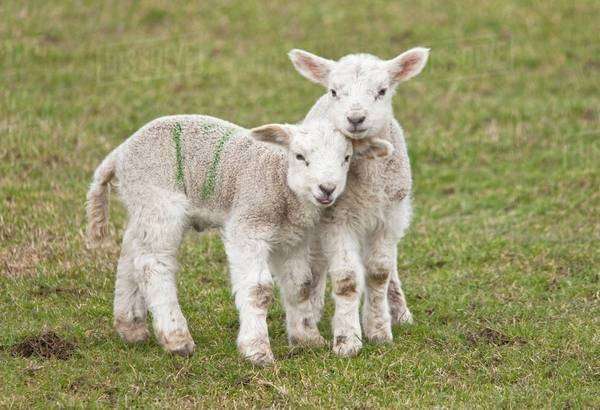 Northumberland, England; Two Lambs - Stock Photo - Dissolve