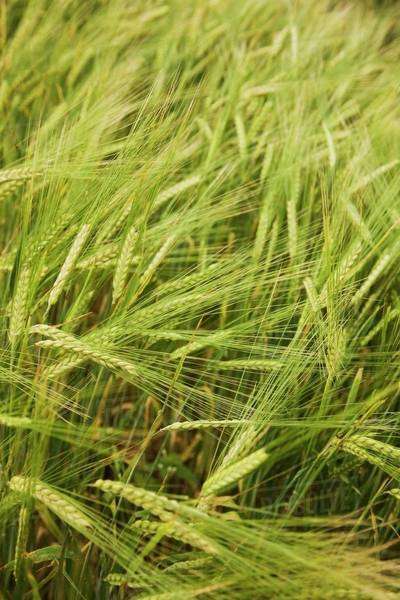 Alberta, Canada; Wheat In A Field - Royalty-free Stock Photo | Dissolve