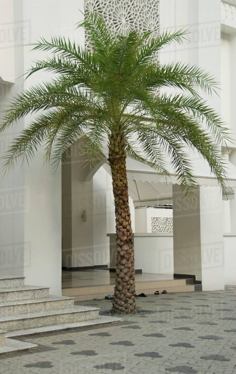 Kuala Lumpur, Malaysia; A Palm Tree Growing Through A Brick Ground ...