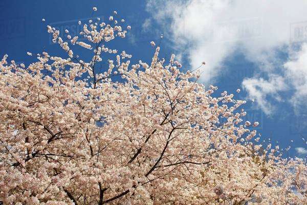 Portland, Oregon, United States Of America; Cherry Blossom Tree In ...
