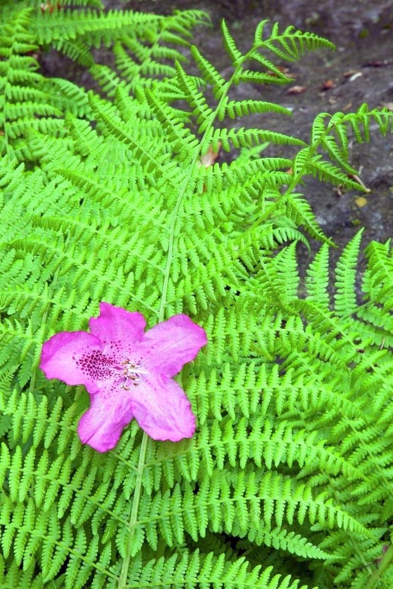 Portland, Oregon, United States Of America; A Rhododendron Flower On A ...