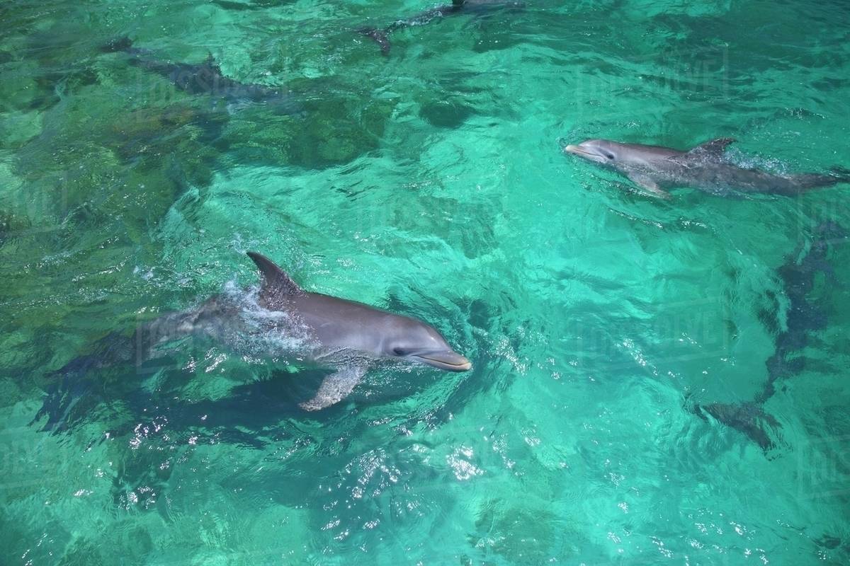 Roatan, Bay Islands, Honduras; Bottlenose Dolphins (Tursiops Truncatus ...
