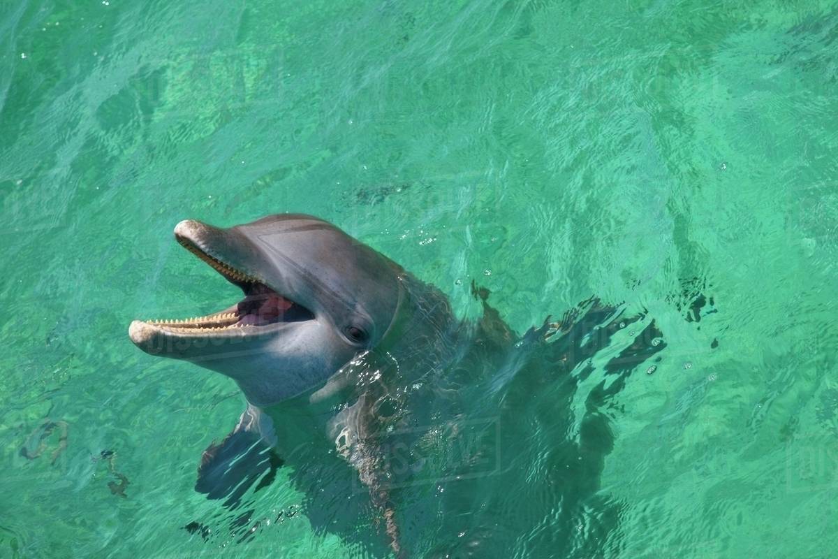 Roatan, Bay Islands, Honduras; Bottlenose Dolphin (Tursiops Truncatus ...
