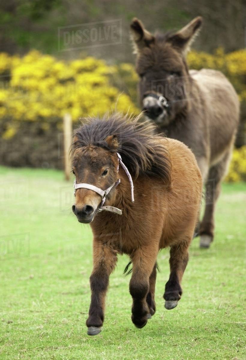 Northumberland, England; Two Ponies Running In A Field - Stock Photo ...