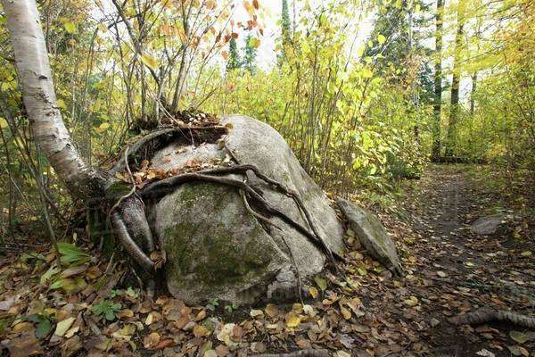 Minnesota, United States Of America; Tree Roots Growing Around A Large ...