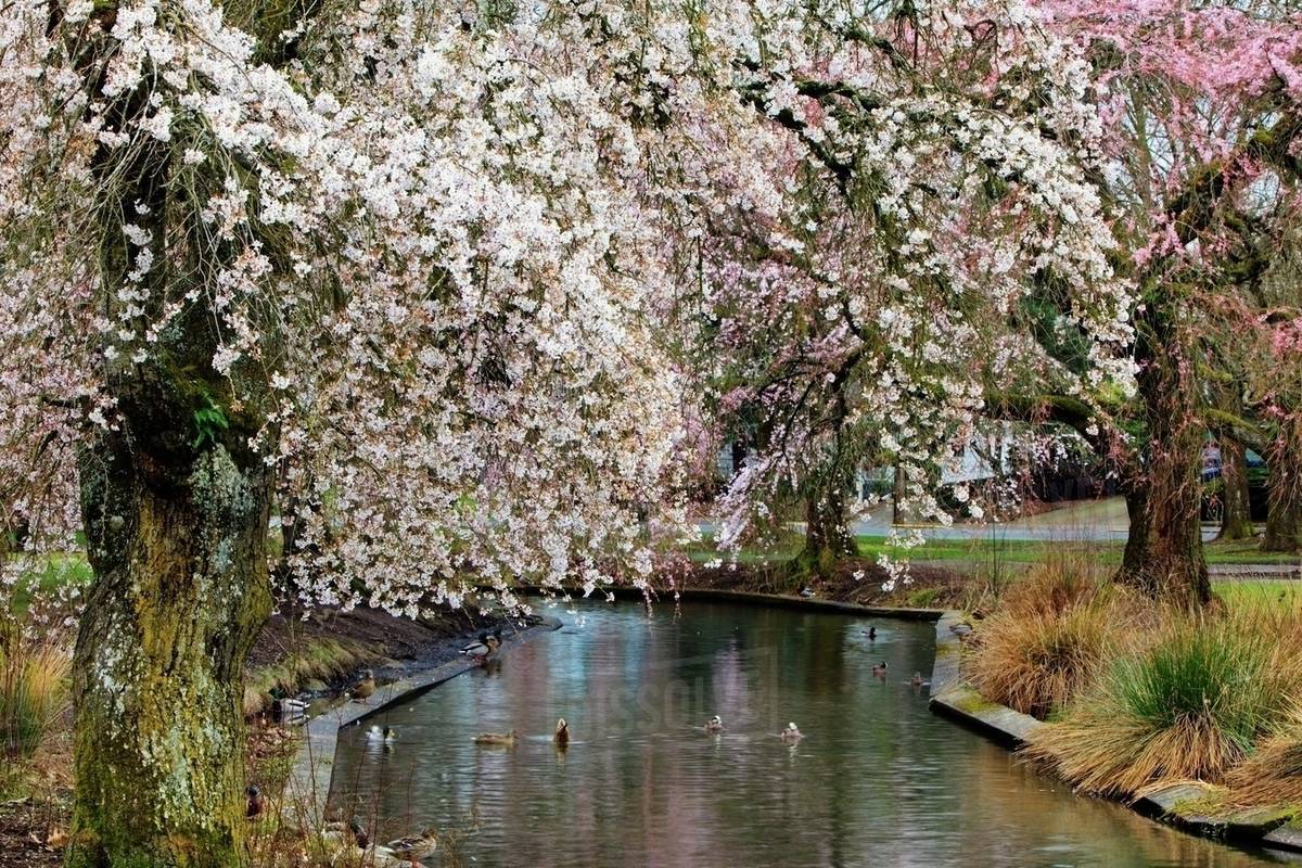 Portland, Oregon, United States Of America; Blossoms On The Trees In ...