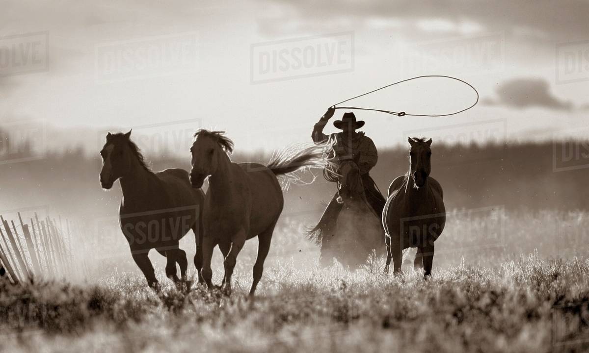 Cowboy Lassoing Horses; Senaca, Oregon, Usa - Stock Photo - Dissolve