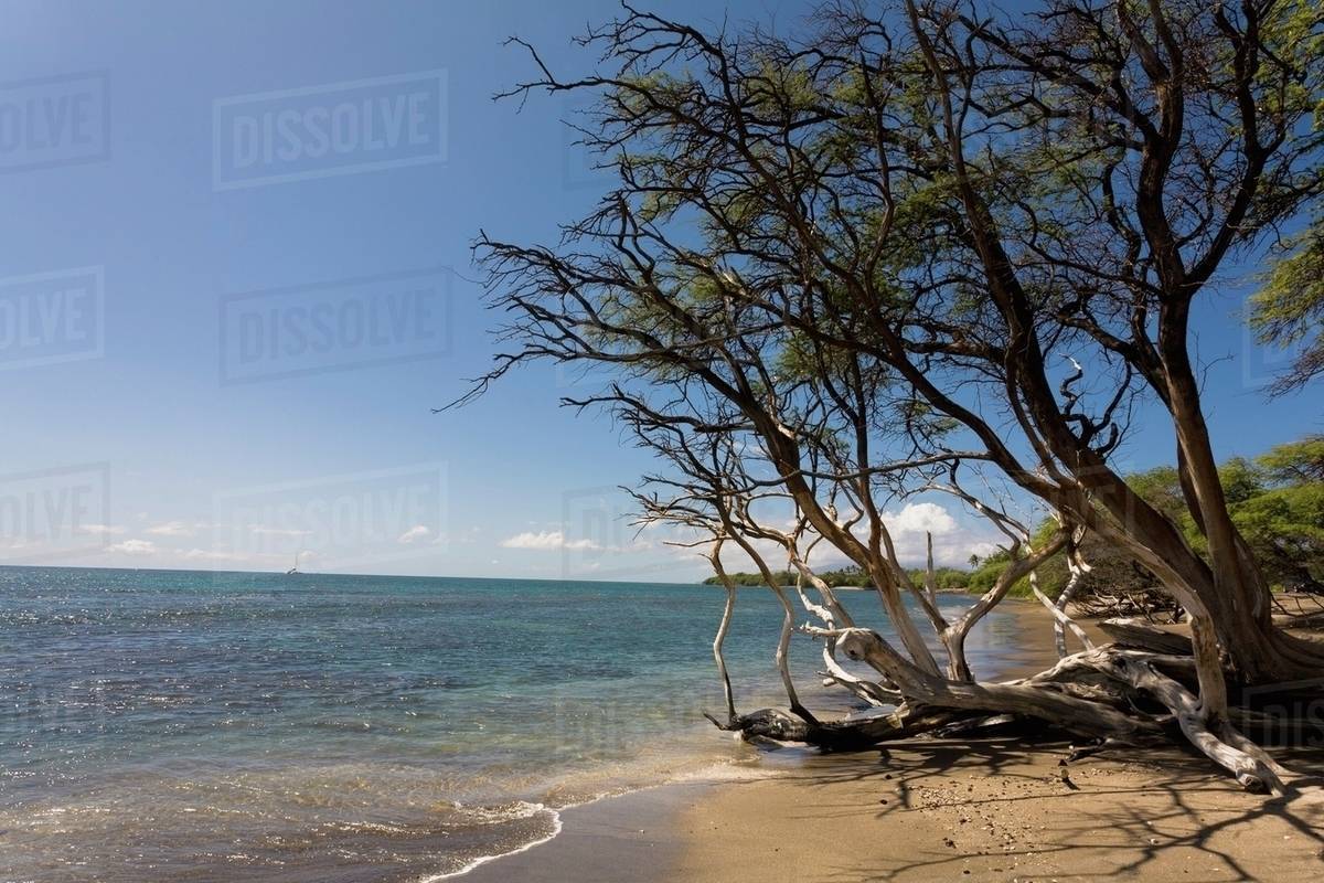 Tree On A Beach Along The Coastline; Maui, Hawaii, Usa - Royalty-free ...