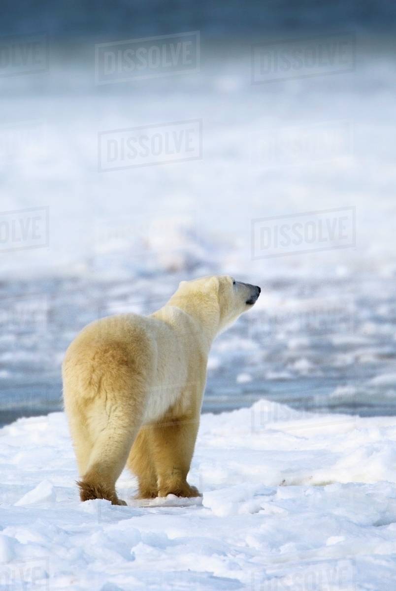Polar Bear (Ursus Maritimus) Sniffs The Air As He Is On The Hunt For ...
