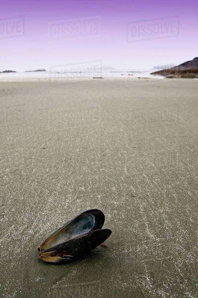 An Open Shell On A Beach With A Purple Sky At Sunset; Tofino, British ...