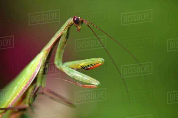 Praying Mantis; Oregon, United States Of America - Royalty-free Stock ...
