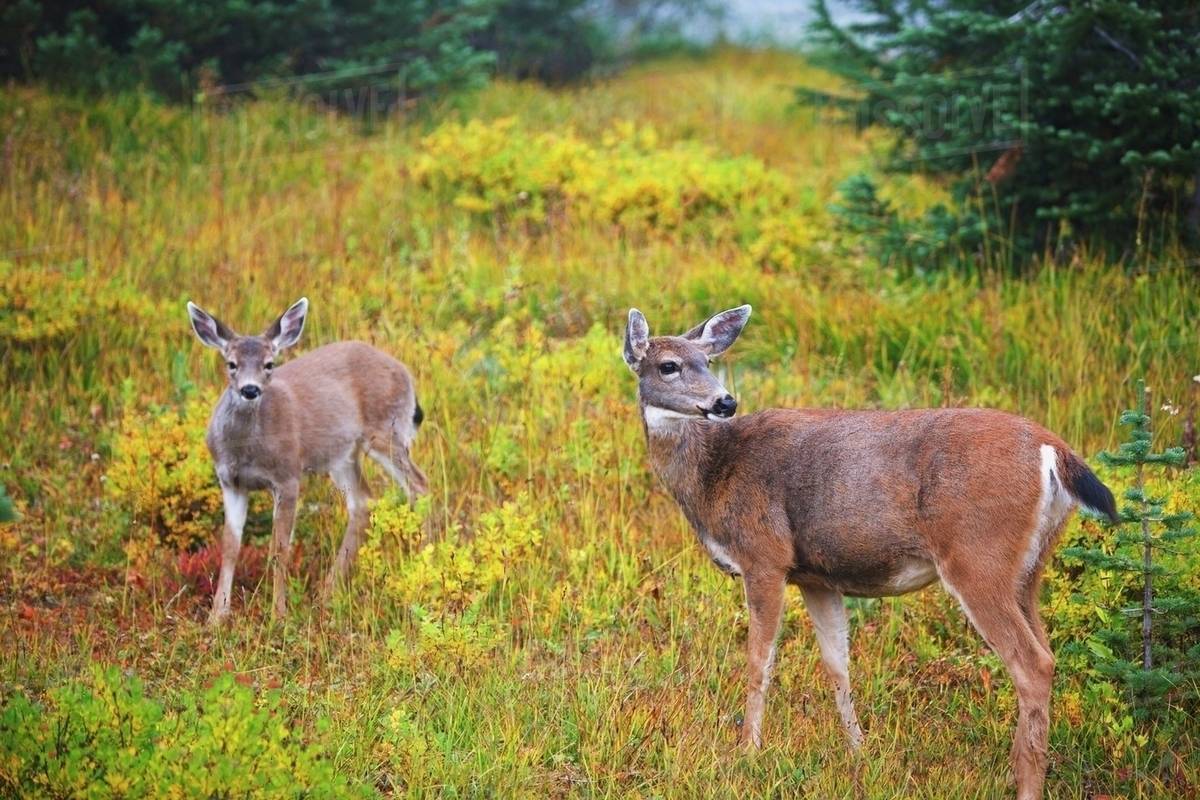 Deer In Paradise Park In Mt. Rainier National Park; Washington, United ...