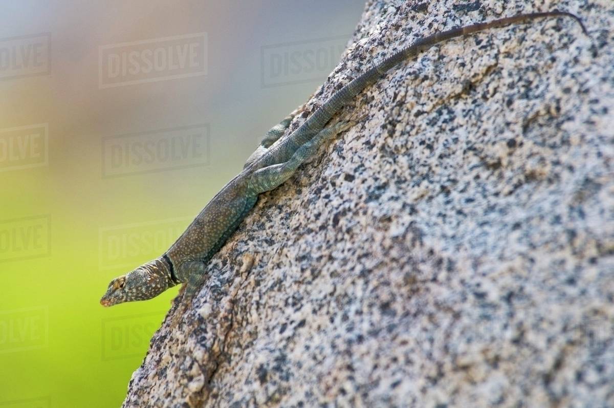 Banded Rock Lizard (Petrosaurus Mearnsi) - Stock Photo - Dissolve